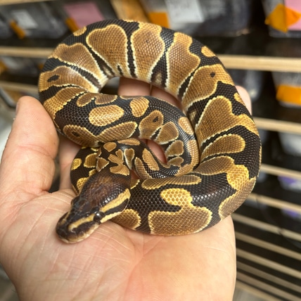 Dragonball Morphs - MorphMarket