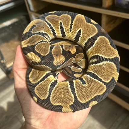 Dragonball Morphs - MorphMarket