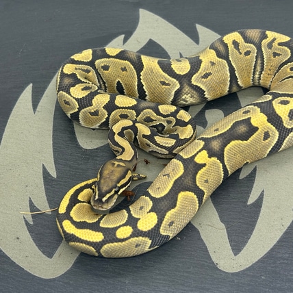 Dragonball Morphs - MorphMarket