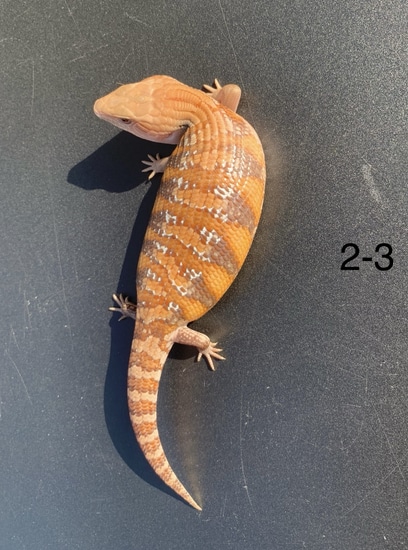 🔥NO RESERVE🔥 Sunset X Magma Blue Tongue Skink Northern Blue-Tongued ...