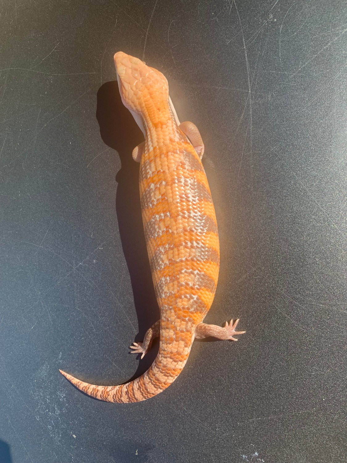 Dragon Ball Pythons's Collection - MorphMarket