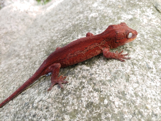 PET ONLY Female Red Stripe Red Base Gargoyle Gecko by Dragonborn Exotics