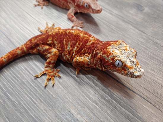 Tiger Burst Gargoyle Gecko by Dragonborn Exotics