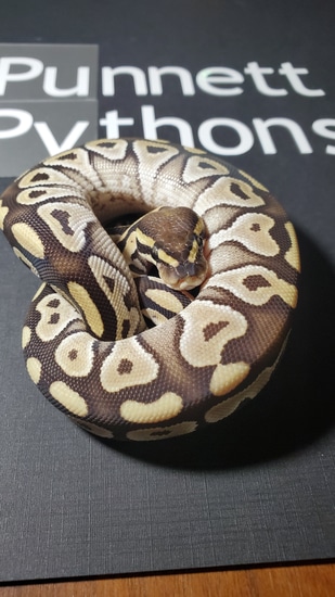 Mojave Ball Python by Punnett Pythons