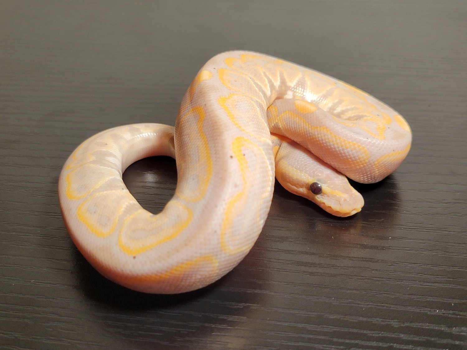 Black Pastel Banana Lace 66% Het Clown Ball Python by Frognose Exotics ...