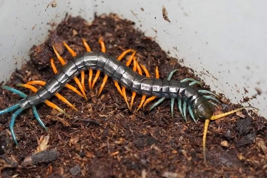 CBB Scolopendra Sp. Malaysian Jewel Centipede by Frognose Exotics