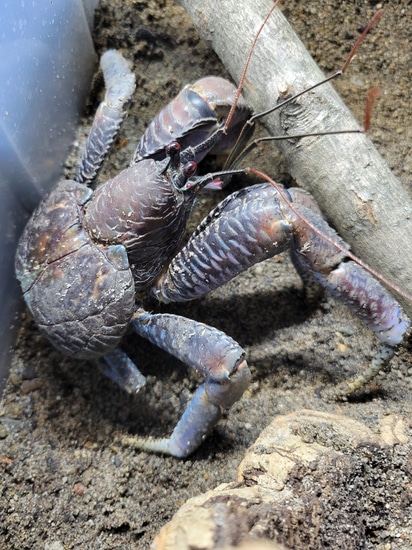Coconut Crabs More Invertebrate by Frognose Exotics