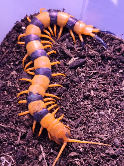 Subadult CBB Scolopendra Hardwickei Centipede by Frognose Exotics