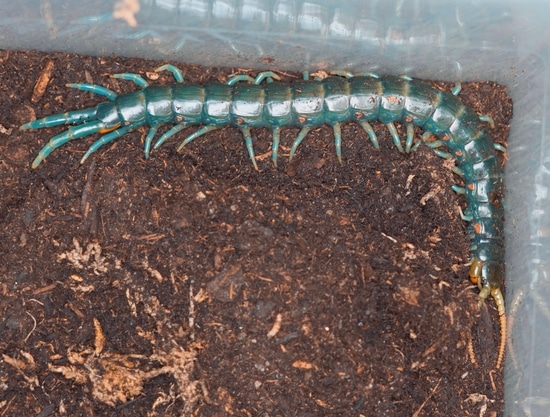 Ethmostigmus Sp Borneo Blue Jewel Centipede by Frognose Exotics