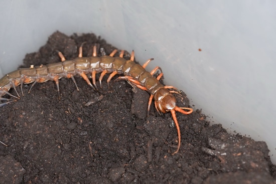 3x Scolopendra Sp. Lowland Malaysian Jewel Centipede by Frognose Exotics
