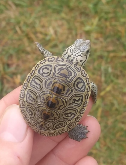Light Concentric Diamondback Terrapin Box Turtle by Dragon Fortress ...