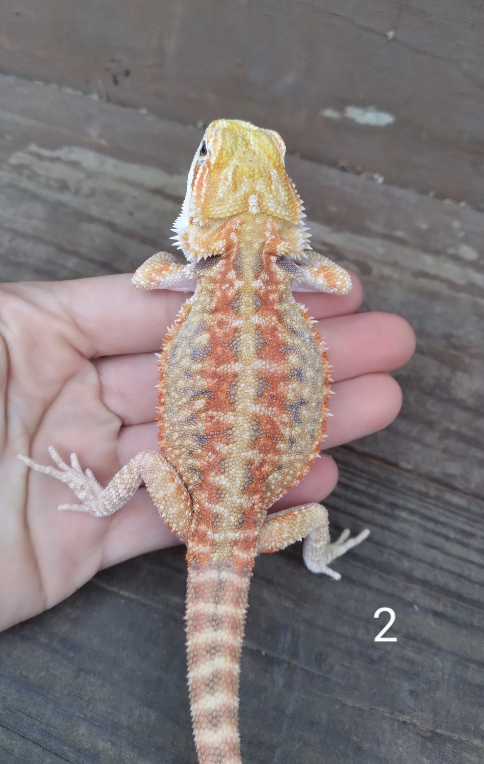 Leatherback Dunner Redstripe Central Bearded Dragon by Dragon Fortress ...