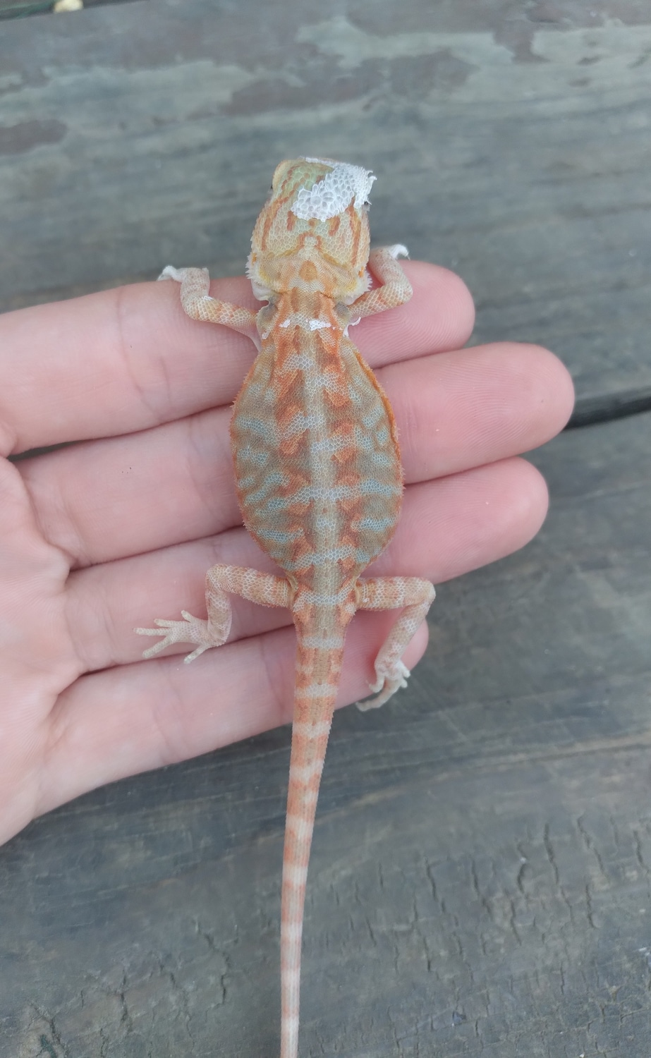 Hypo Translucent Leatherback Central Bearded Dragon by Dragon Fortress ...