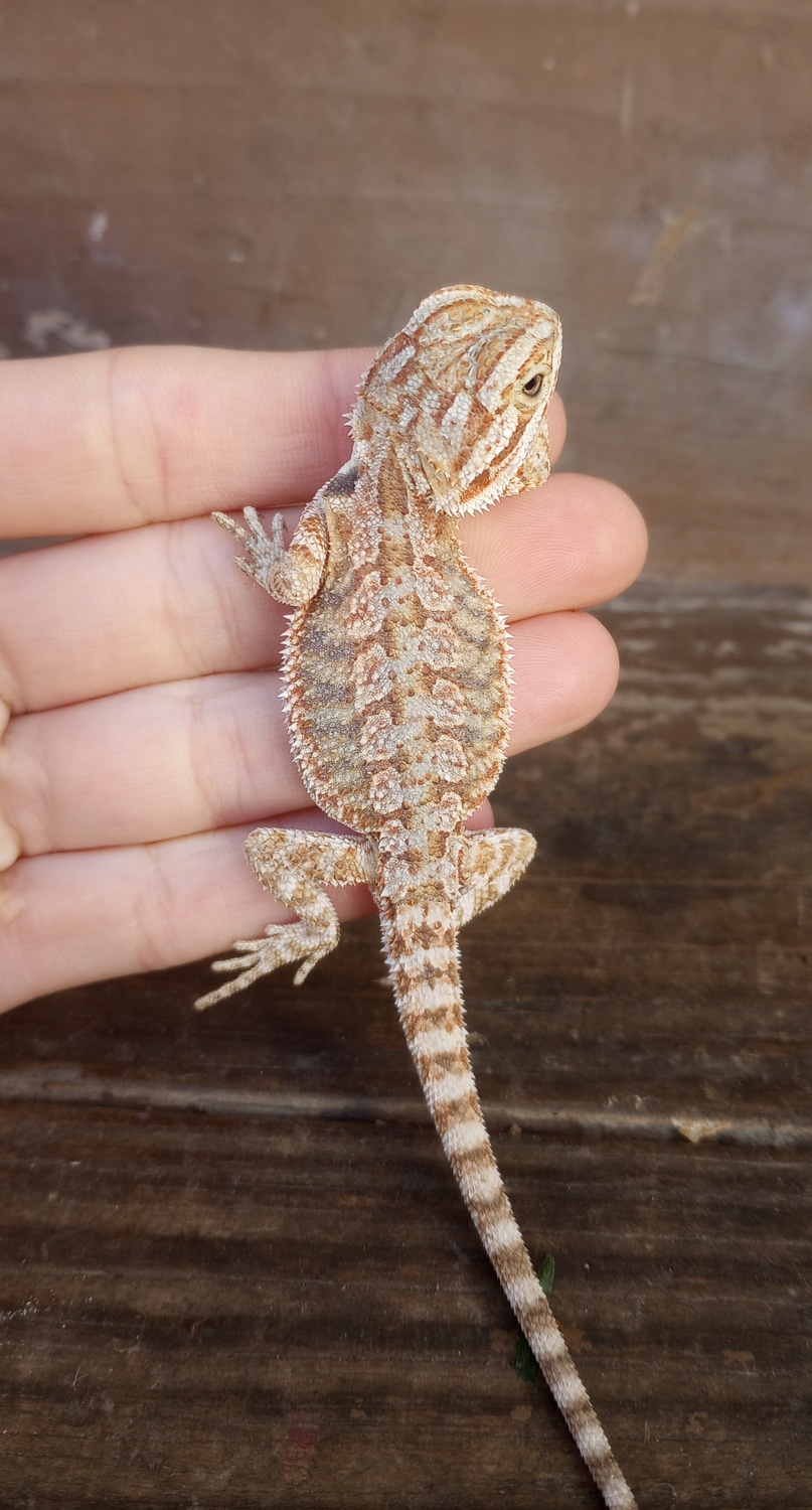 Rainbow Tiger Central Bearded Dragon by Dragon Fortress Reptiles ...