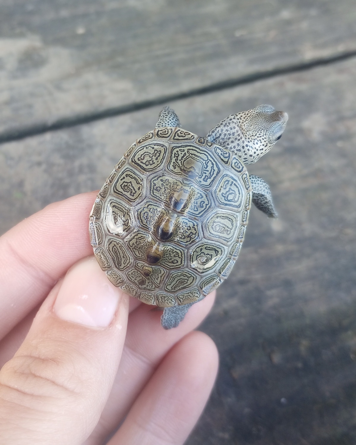 Light Northern Diamondback Terrapin Box Turtles & Terrapin by Dragon ...