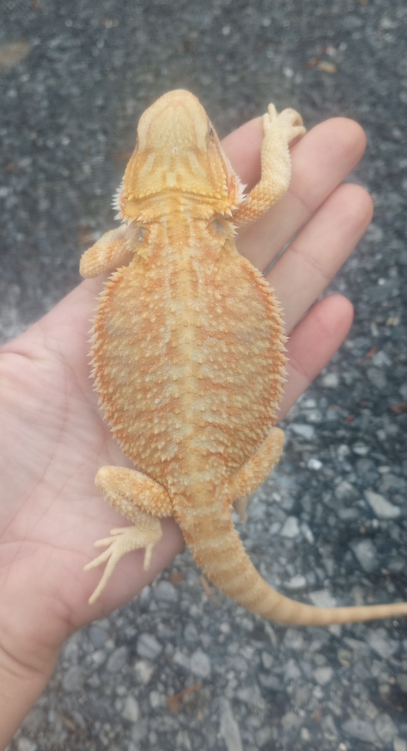 Hypo Translucent Central Bearded Dragon by Dragon Fortress Reptiles ...