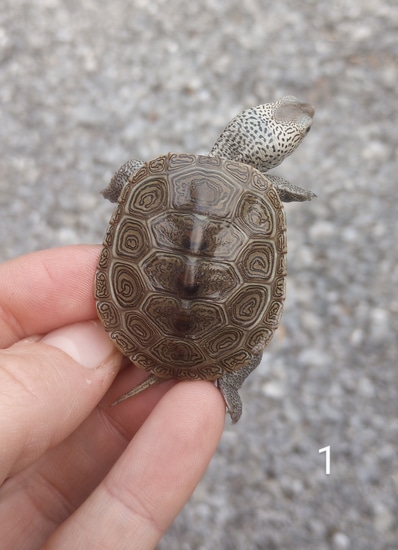 High White Skin Northern Diamondback Terrapin by Dragon Fortress Reptiles