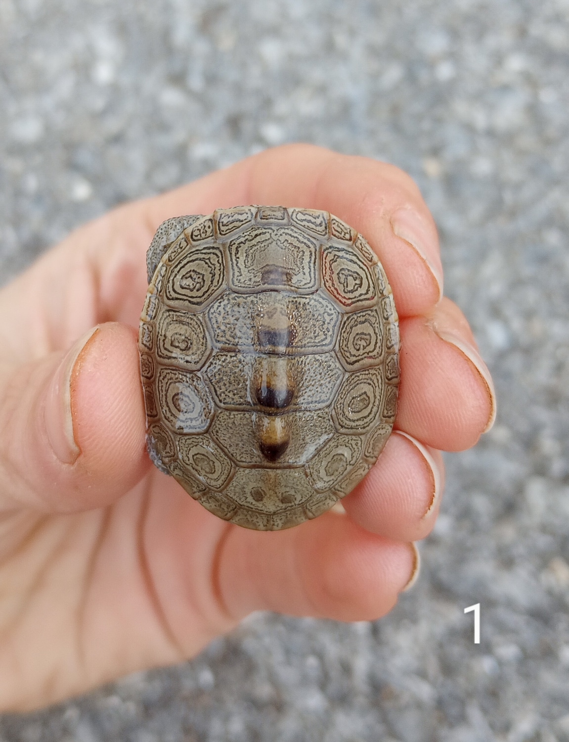 Light Northern Diamondback Terrapin Box Turtles & Terrapin by Dragon ...