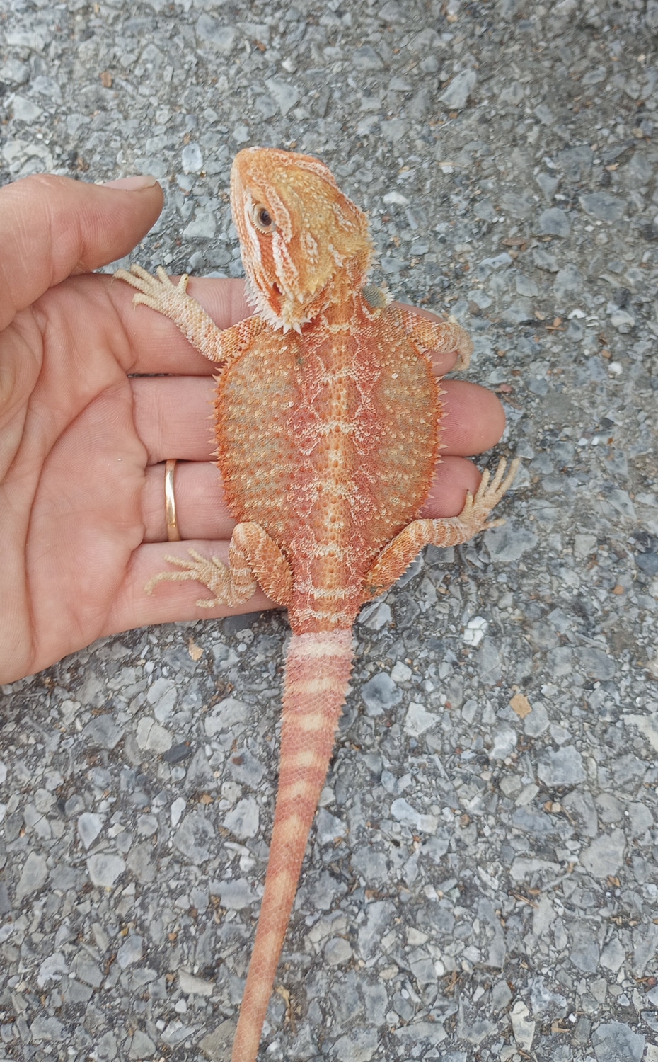 Red Hypo Translucent Central Bearded Dragon by Dragon Fortress Reptiles ...