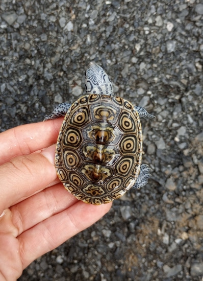 Yearling Blue Skin Concentric Box Turtle by Dragon Fortress Reptiles