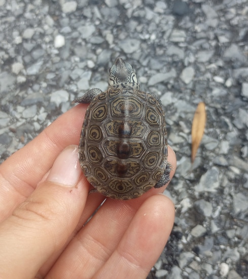 Concentric Diamondback Terrapin by Dragon Fortress Reptiles