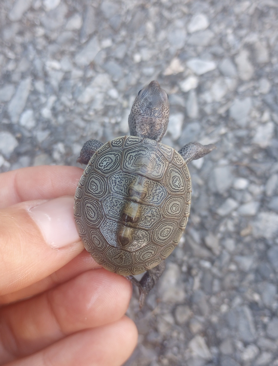 Northern Diamondback Terrapin Box Turtles & Terrapin by Dragon Fortress ...