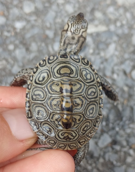 Light Concentric Diamondback Terrapin by Dragon Fortress Reptiles