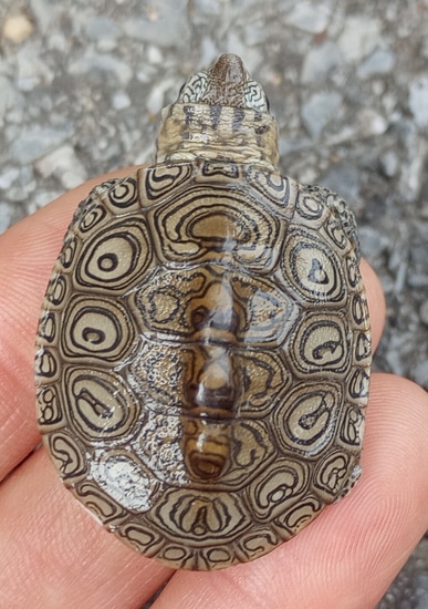 Concentric Diamondback Terrapin by Dragon Fortress Reptiles