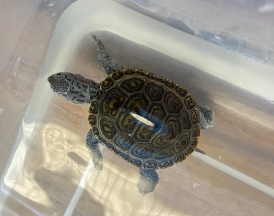 Yearling Blue Skin Concentric Terrapin by Dragon Fortress Reptiles