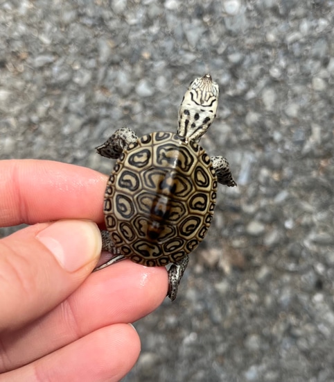 Bold Blonde Concentric Diamondback Terrapin by Dragon Fortress Reptiles
