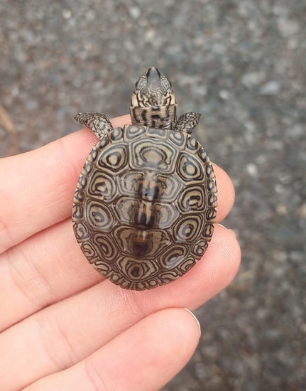 Concentric Diamondback Terrapin by Dragon Fortress Reptiles