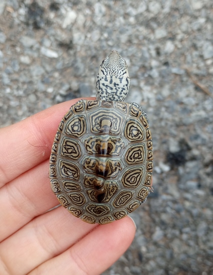 Light Concentric Diamondback Terrapin by Dragon Fortress Reptiles