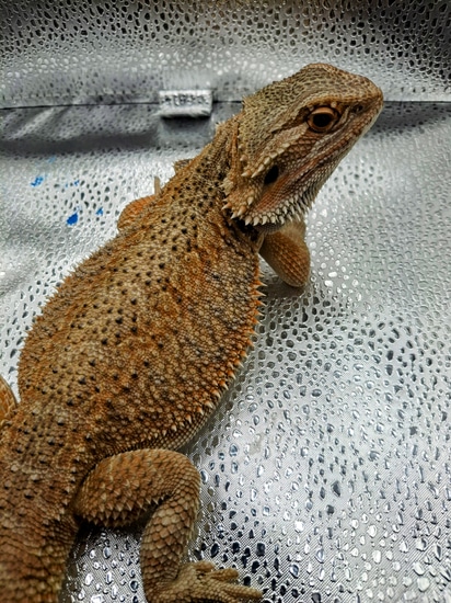2024 Hypo 50% Poss Het Zero Central Bearded Dragon by Smaug's Dragons ...