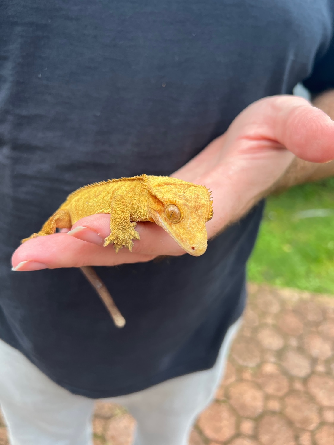 Yellow Tiger Female Crested Gecko by Family Exotics - MorphMarket