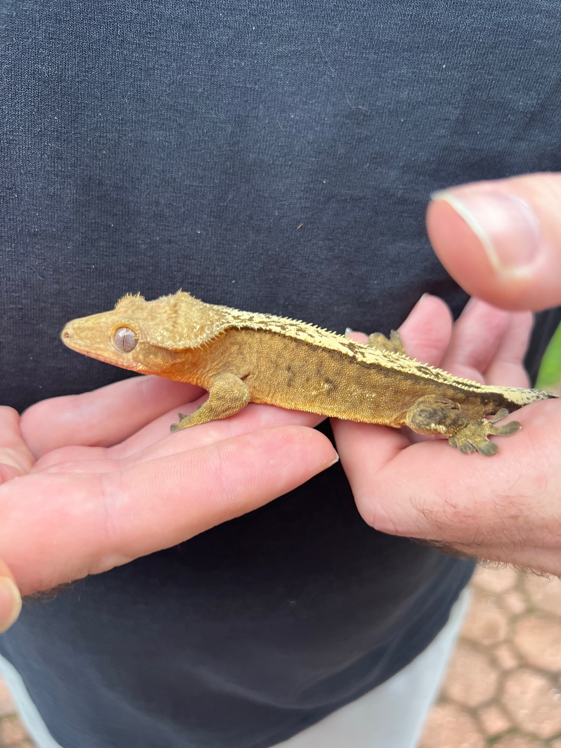 Orange Tiger With Glowing Pins Crested Gecko by Family Exotics ...