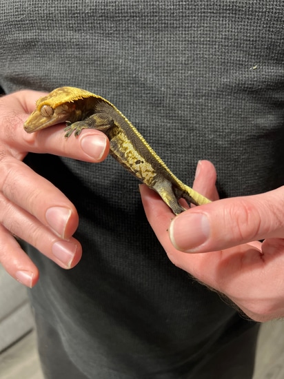 QuadStripe / Super Stripe RTB Male Crested Gecko by Family Exotics