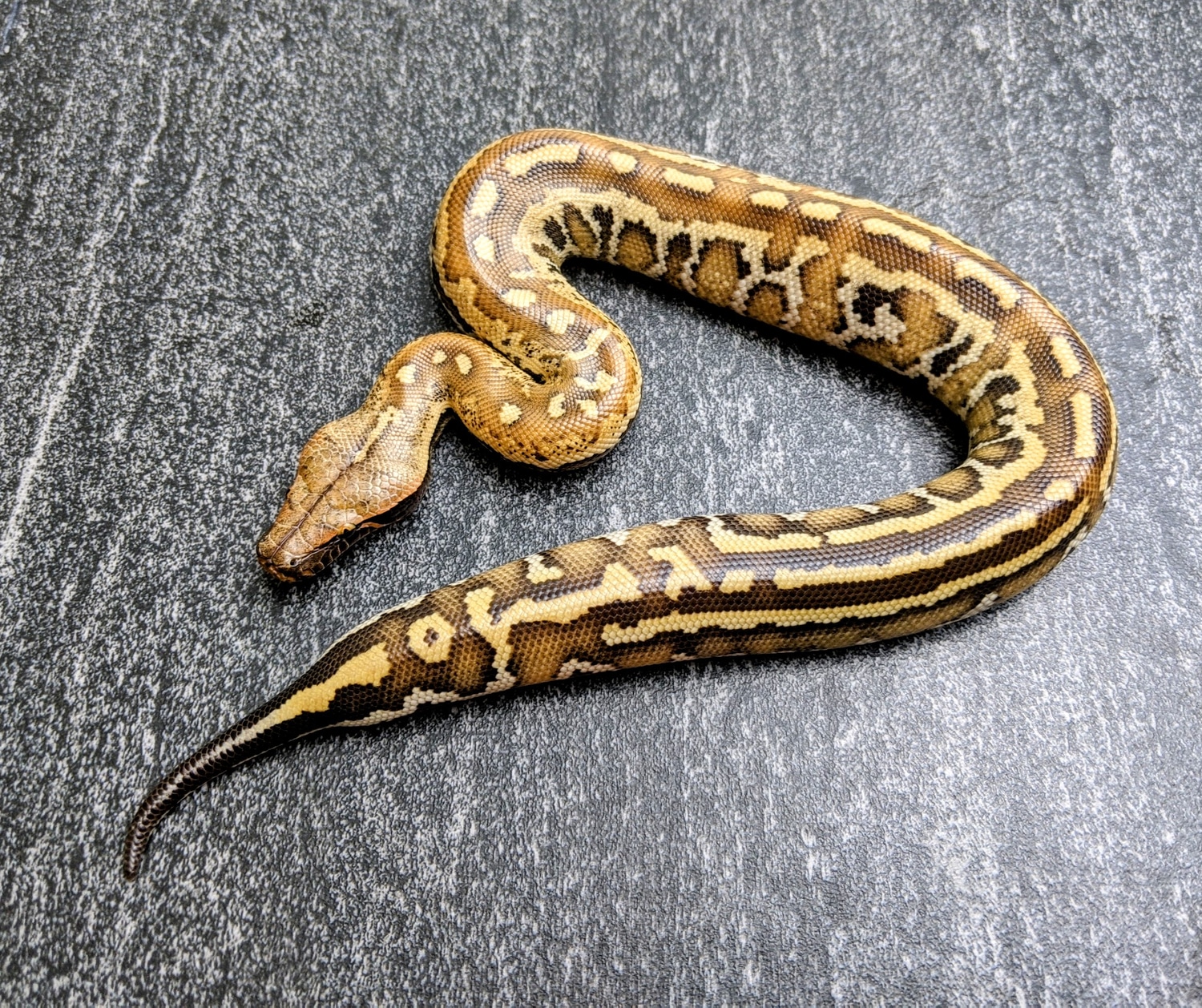 Matrix Het T+ Blood Python by Zadistic Exoticz - MorphMarket
