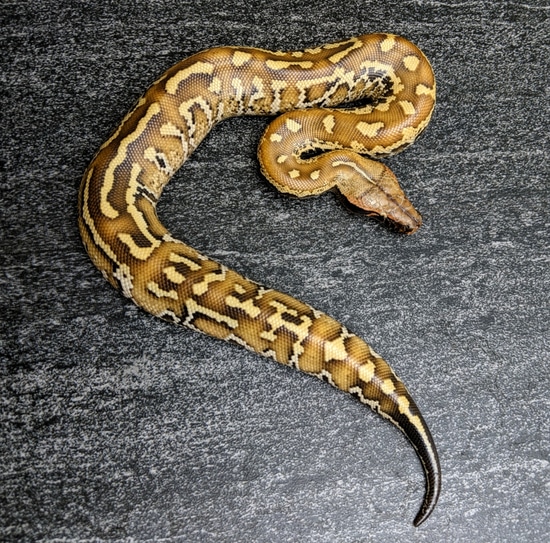 Matrix Het T+ Blood Python by Zadistic Exoticz