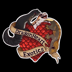 Offspring by Dragon Heart Exotics - MorphMarket