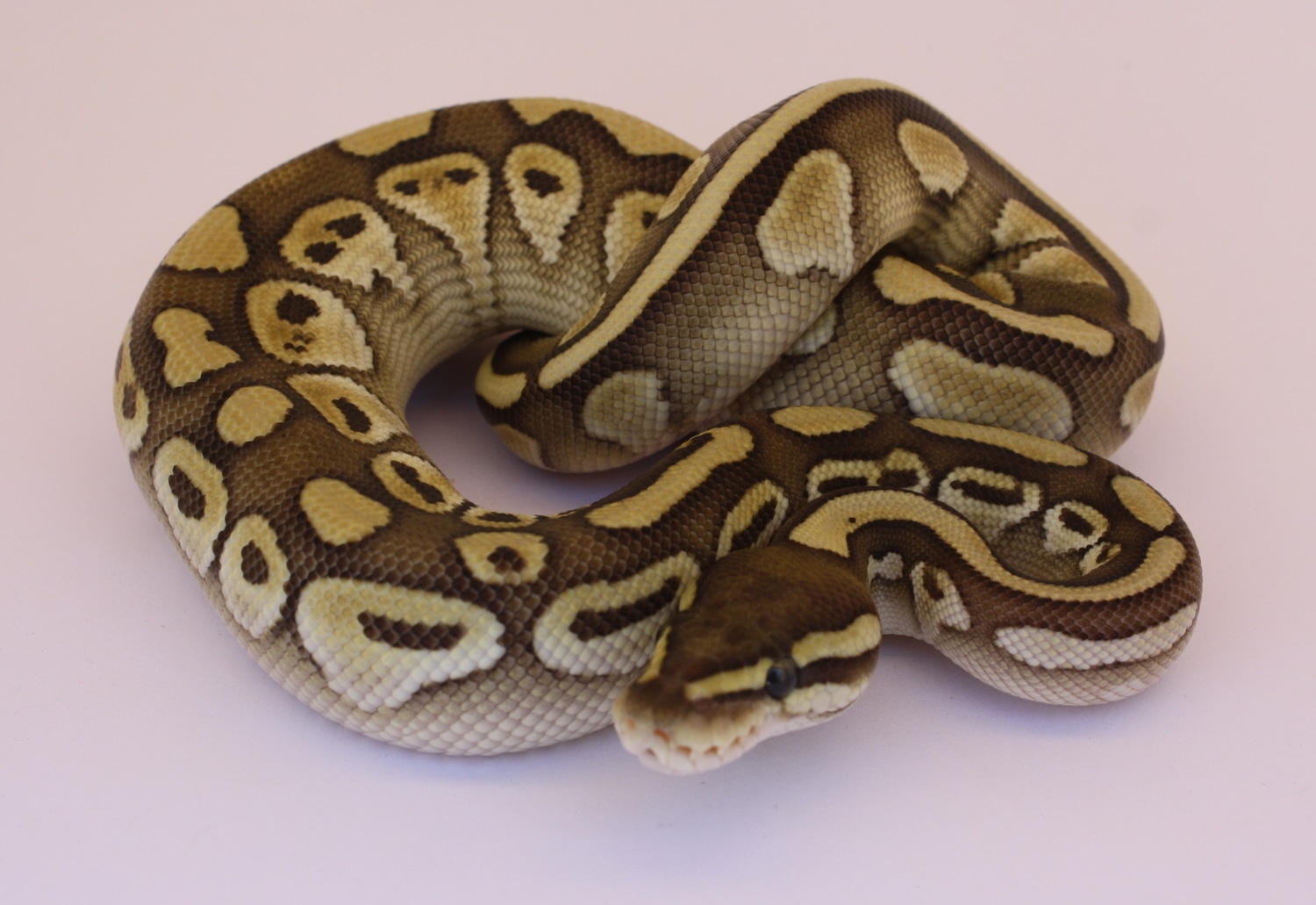 Lesser Double Het Axanthic Stripe Ball Python by DragonHerp - MorphMarket