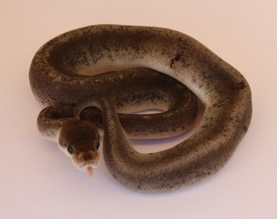 Silver Bullet Ball Python by DragonHerp