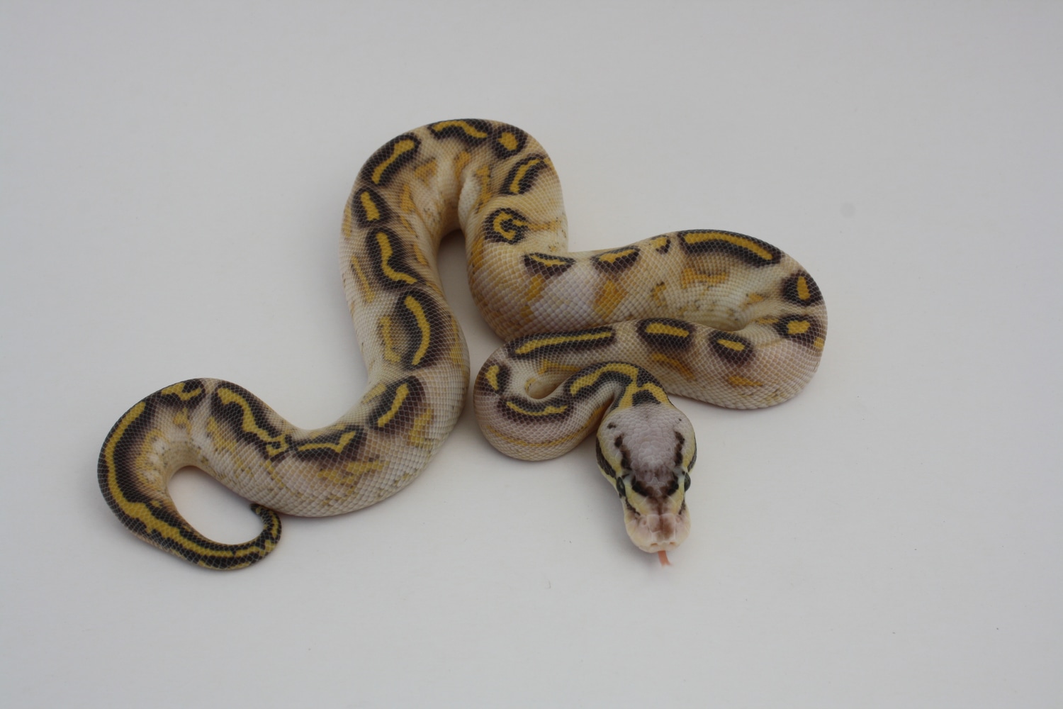 Pastel Highway Ball Python by DragonHerp - MorphMarket