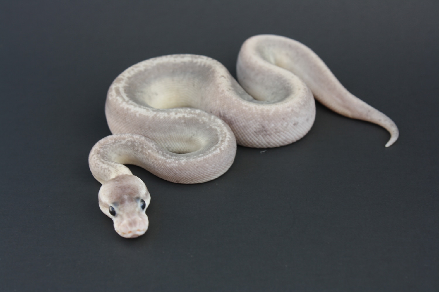 Super Pewter Ball Python by DragonHerp - MorphMarket