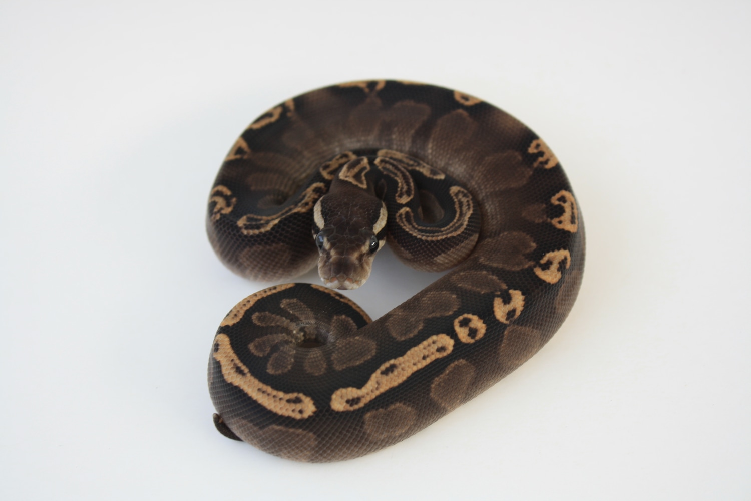 GHI Cinnamon Het Lavender Ball Python by DragonHerp - MorphMarket