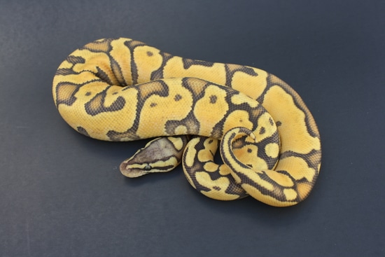 Pastel Enchi Ghost Ball Python by DragonHerp