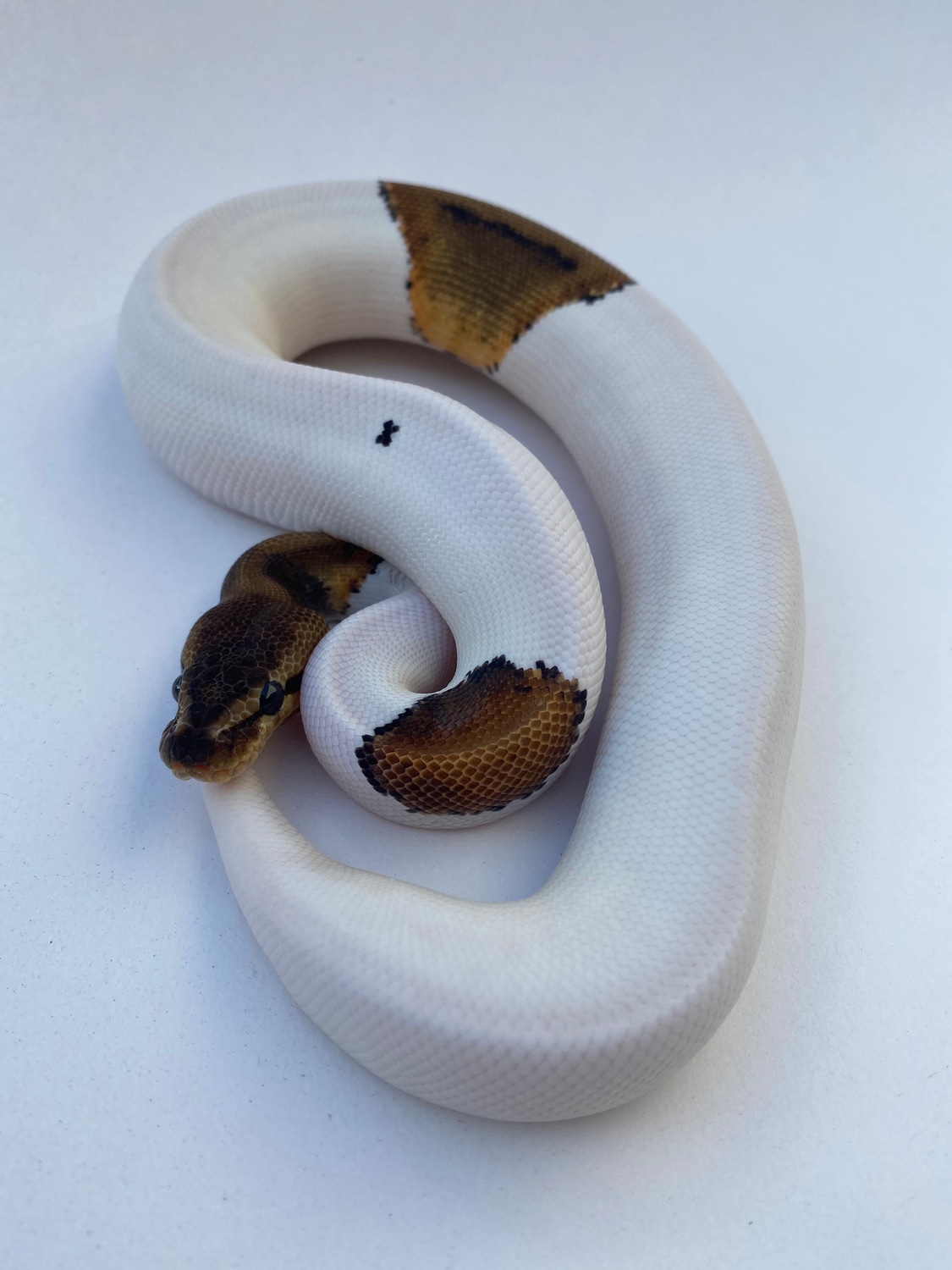 Genetic Stripe Piebald Ball Python by DragonHerp - MorphMarket