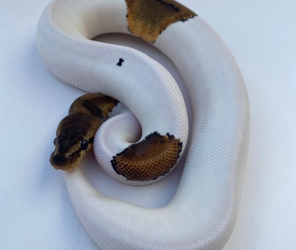 Axanthic VPI Het Genetic Stripe Ball Python by DragonHerp - MorphMarket