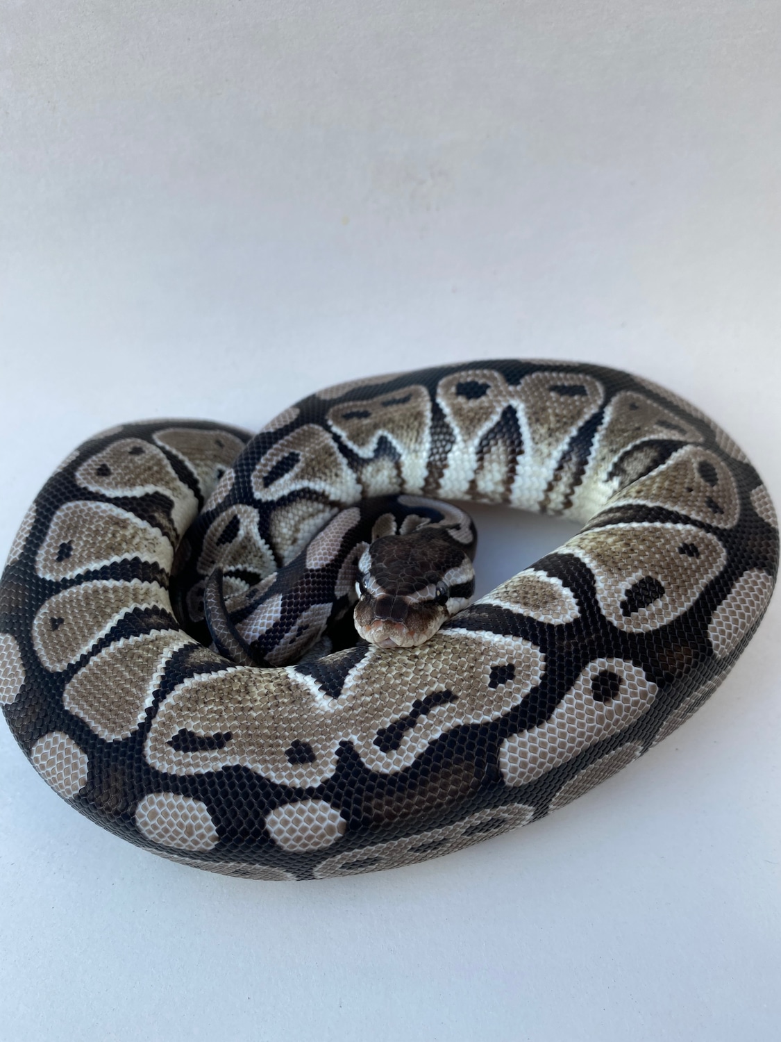 Axanthic VPI Het Genetic Stripe Ball Python by DragonHerp - MorphMarket
