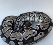 Axanthic VPI Het Genetic Stripe Ball Python by DragonHerp - MorphMarket
