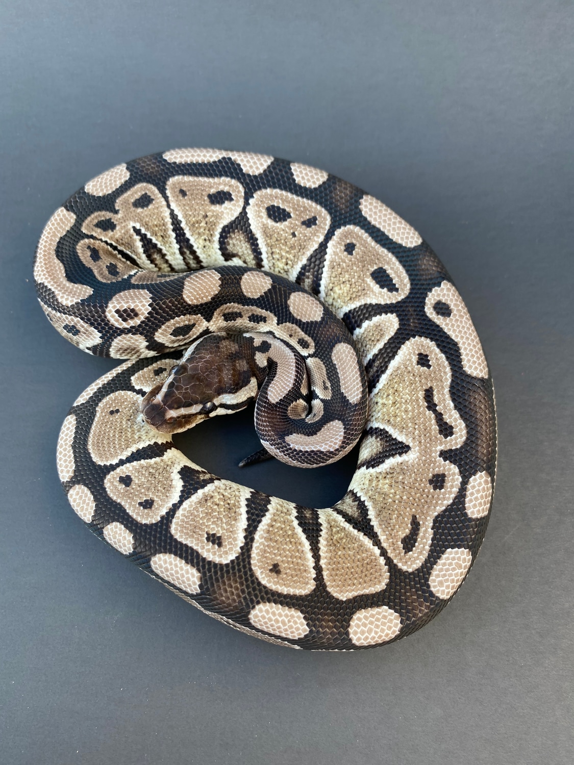 Axanthic VPI Het Genetic Stripe Ball Python by DragonHerp - MorphMarket